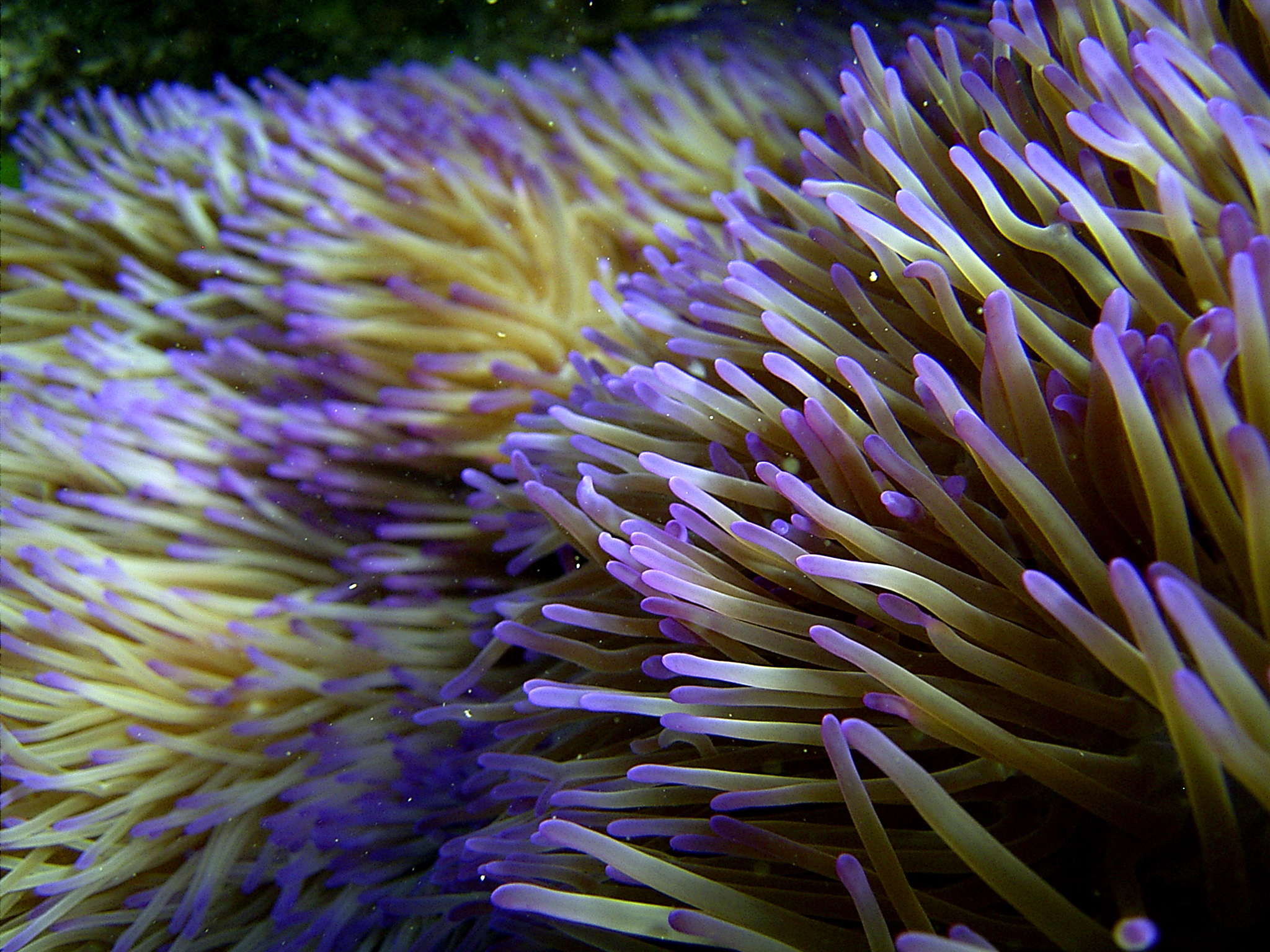 sea anemone | Pics4Learning