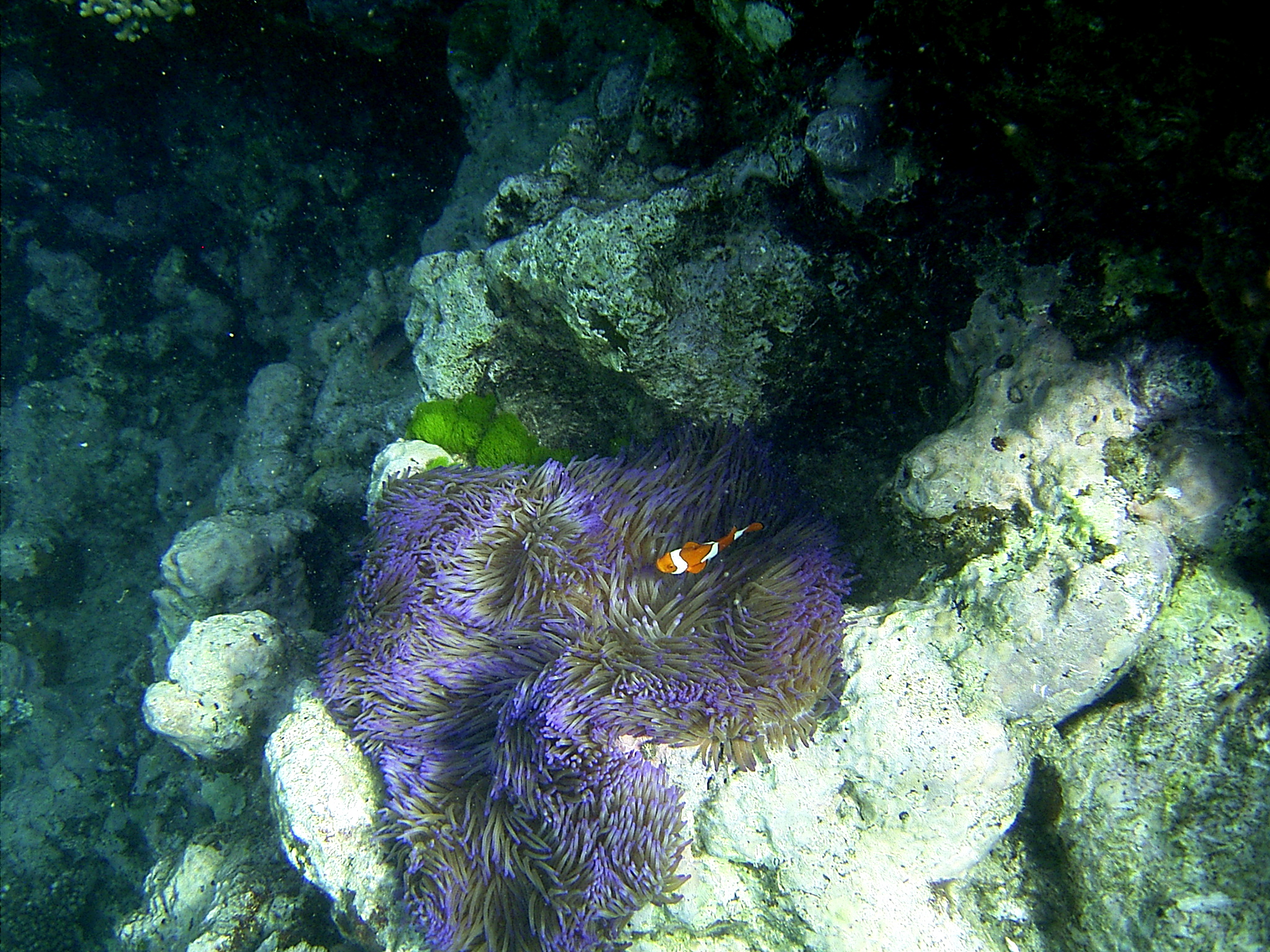 looking down on the clown fish | Pics4Learning