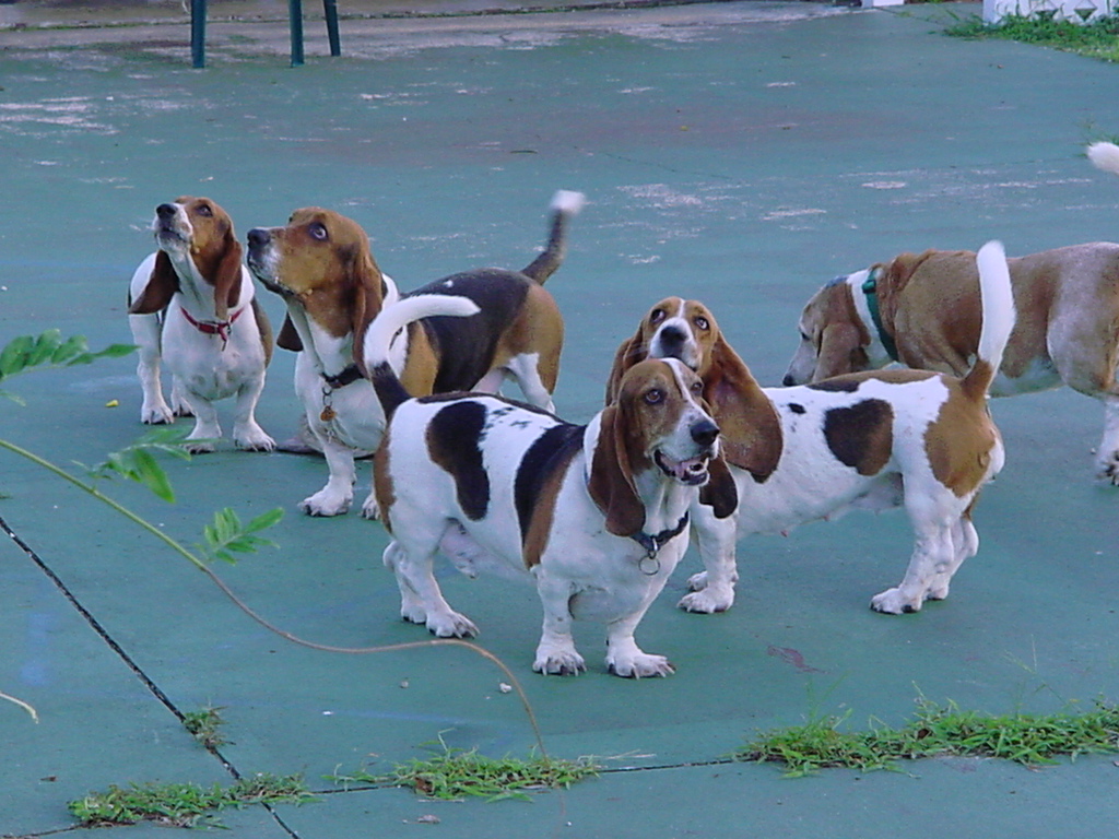 Bassets all around | Pics4Learning