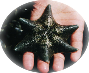 Bat Star | Pics4Learning