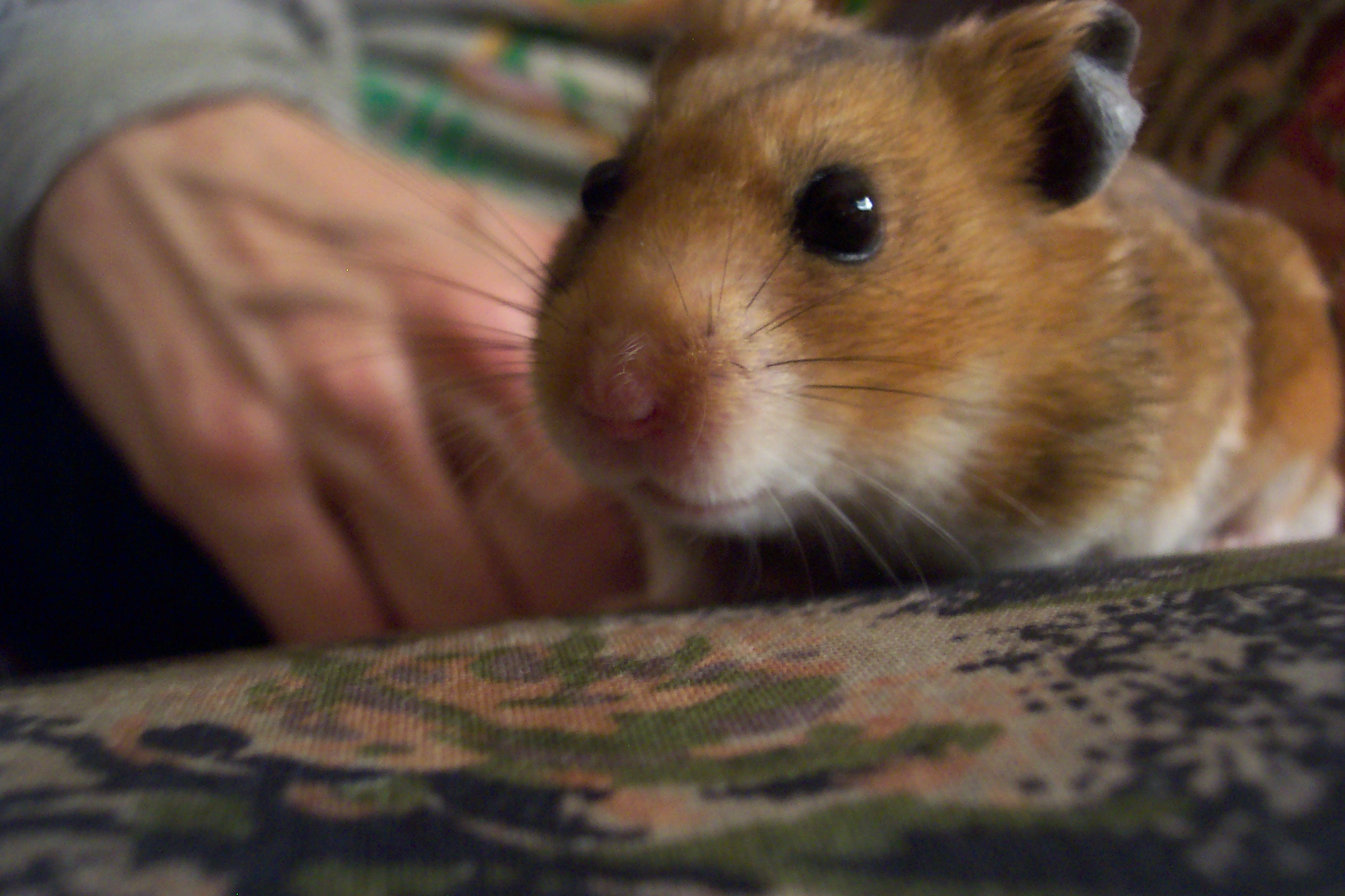 Baz the hamster | Pics4Learning