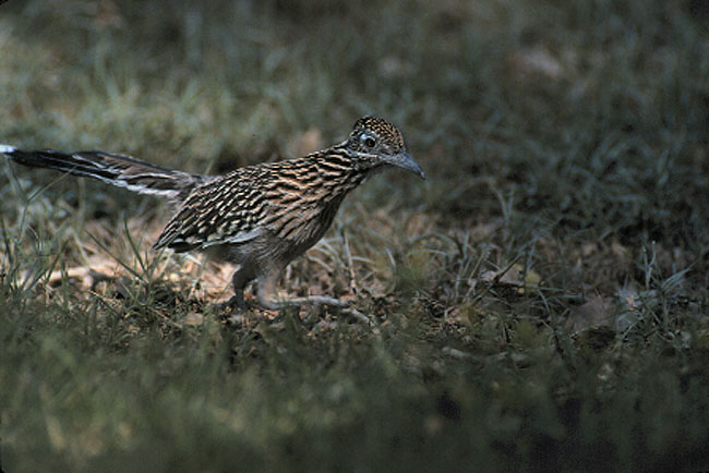 The roadrunner is the unofficial mascot of Big Bend Natl. Park ...