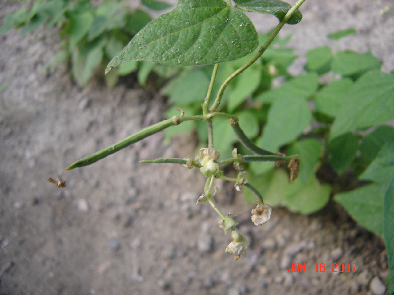 Green Beans | Pics4Learning