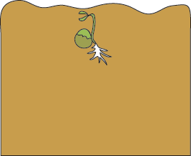 bean sprout | Pics4Learning