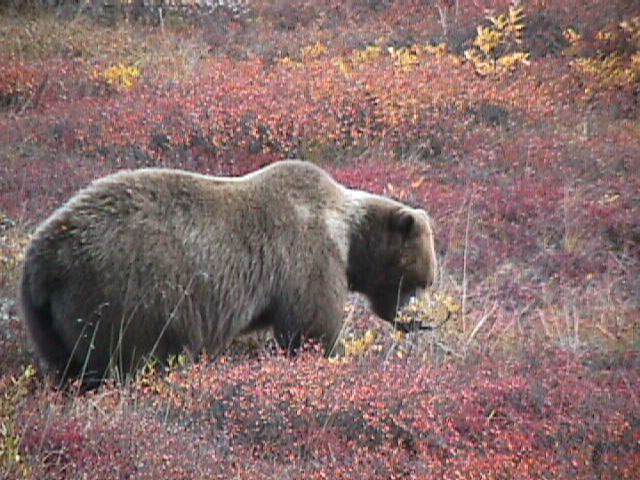 barren ground grizzly bear in Denali National Park | Pics4Learning