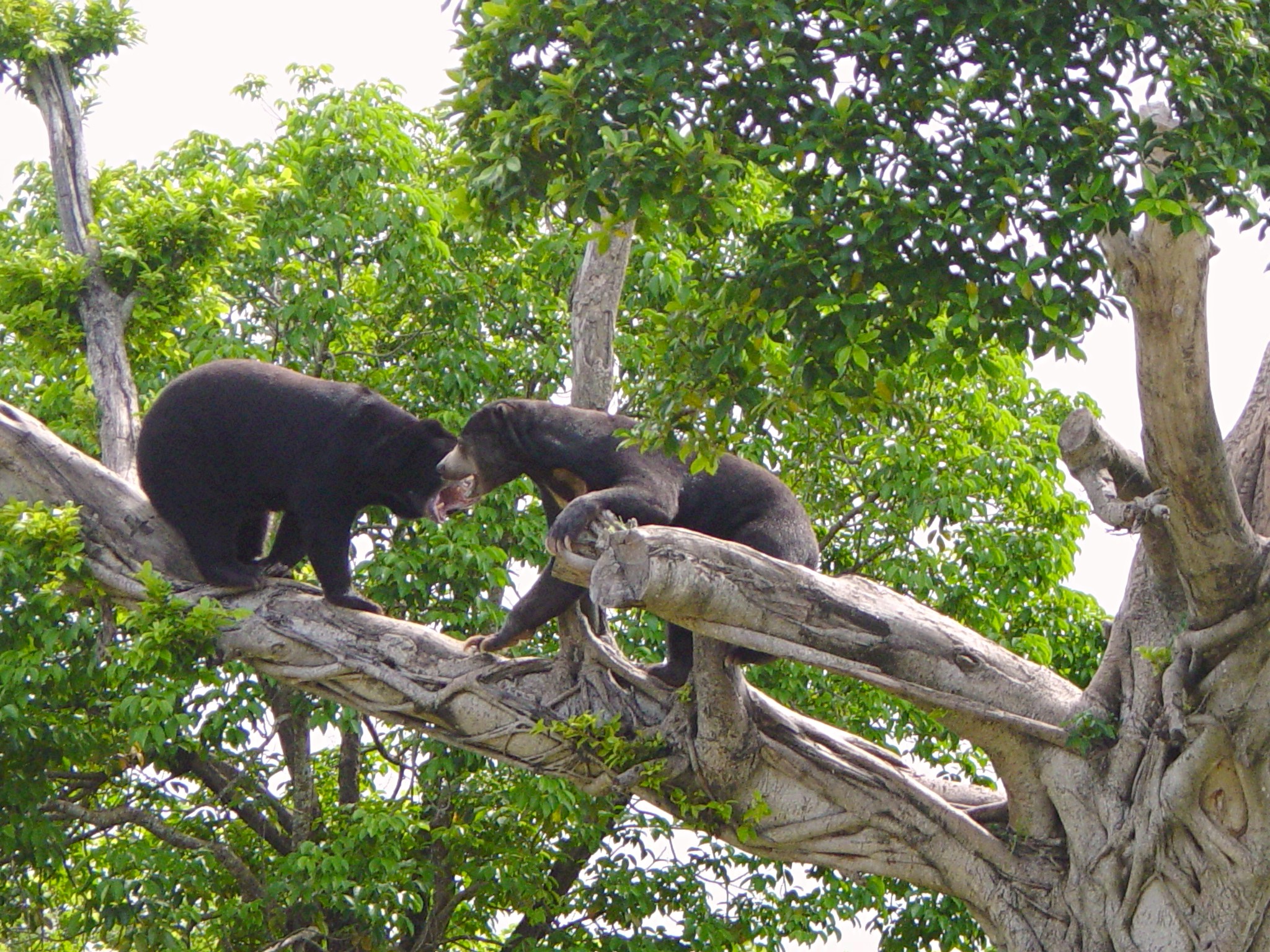 Tree Battle | Pics4Learning