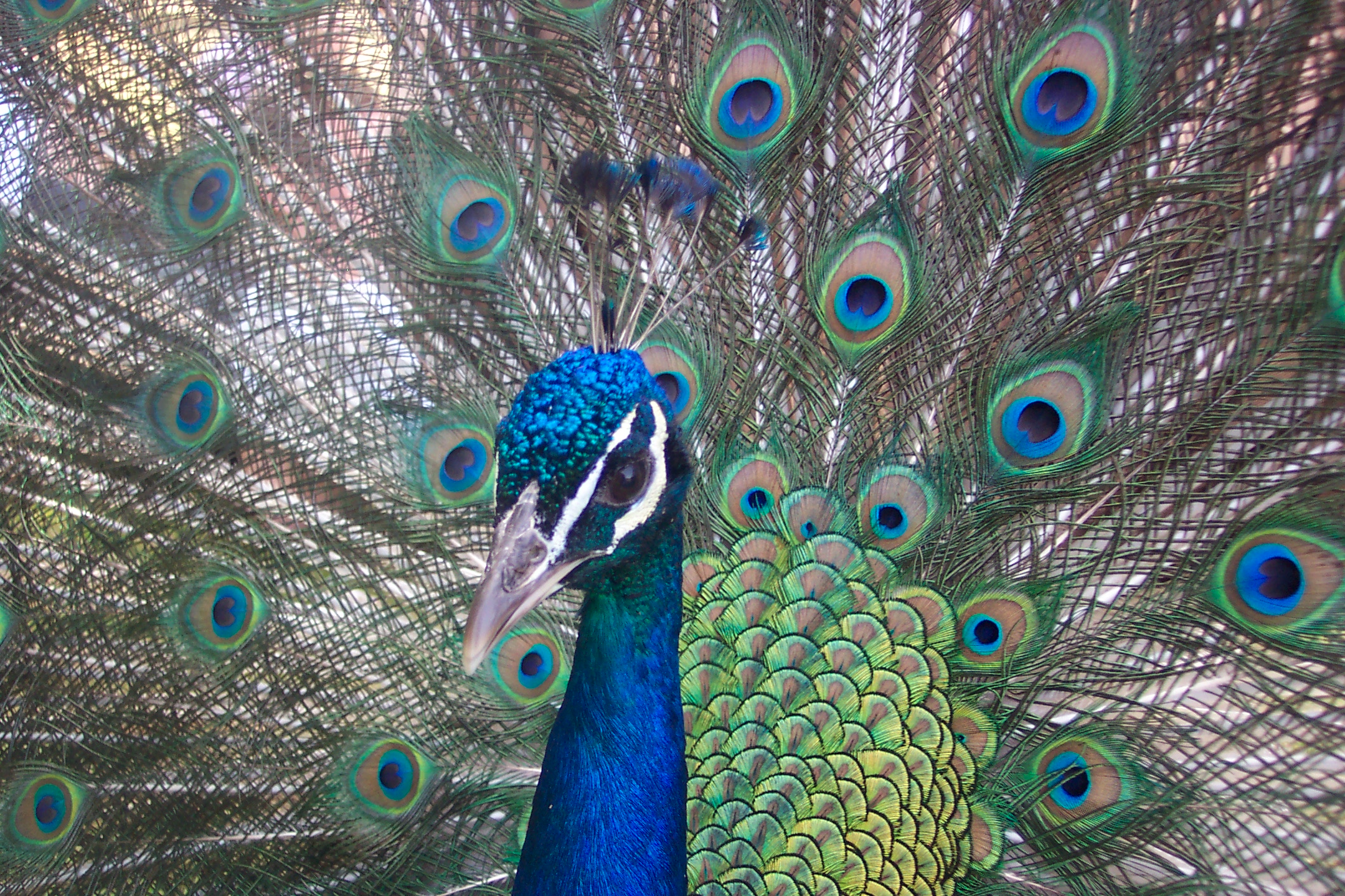 The beauty of the peacock | Pics4Learning