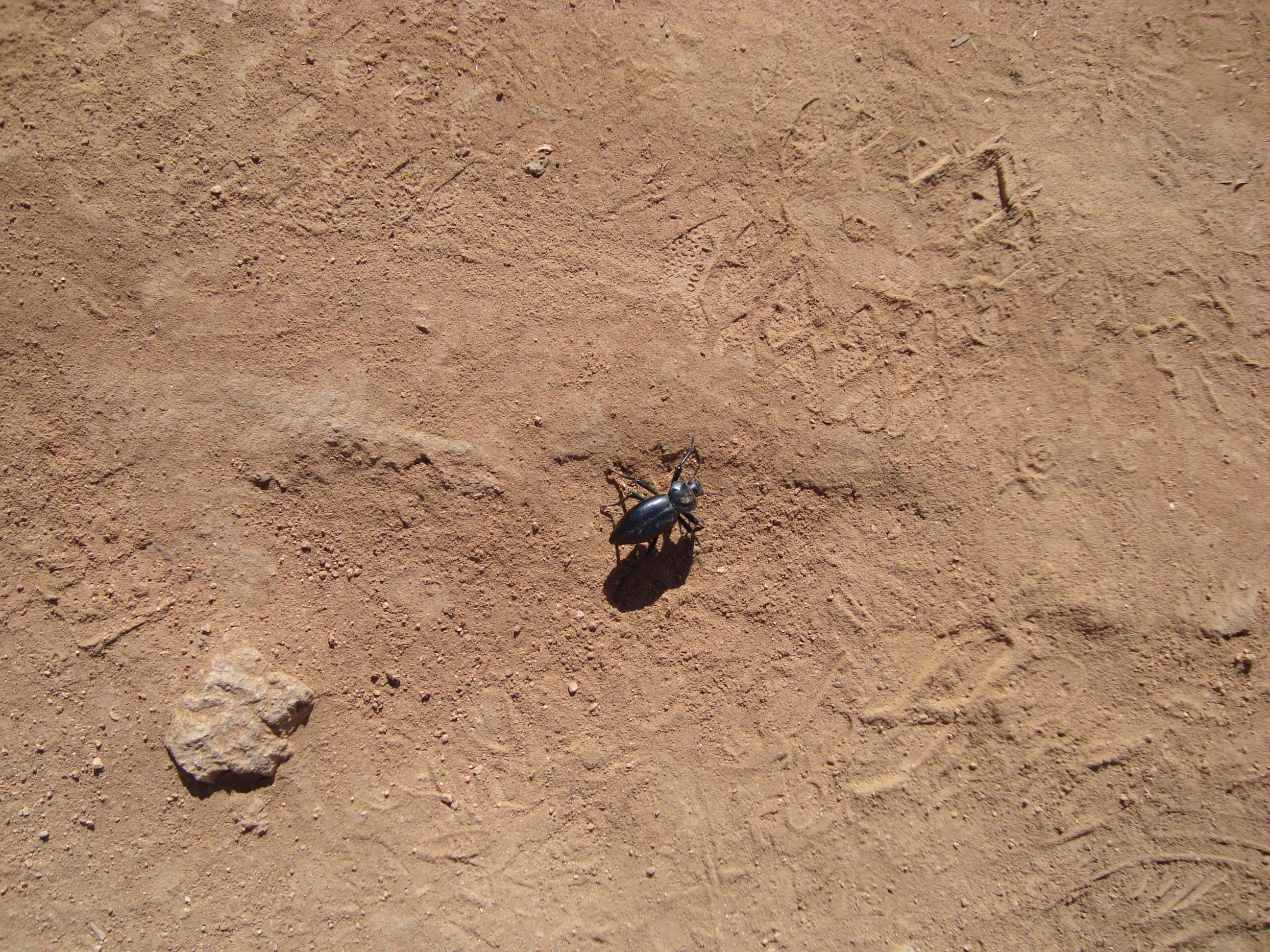 Beetle on mountain trail | Pics4Learning