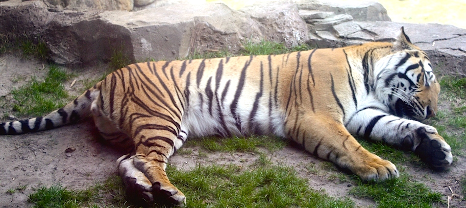 Tiger asleep | Pics4Learning