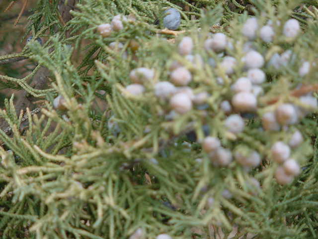 Tree & Berries | Pics4Learning