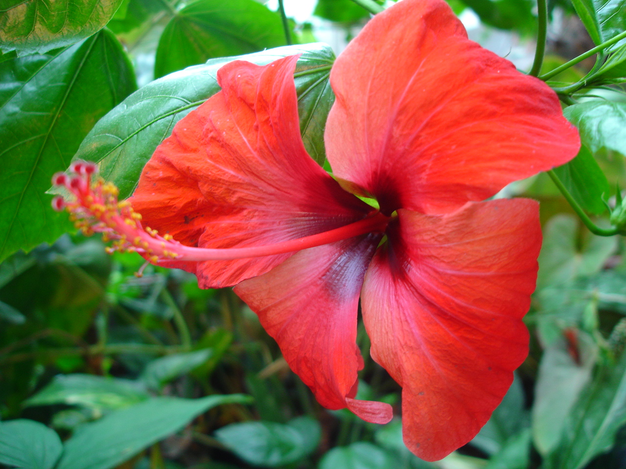 flower | Pics4Learning