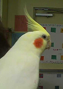 Bird that is a classroom pet | Pics4Learning