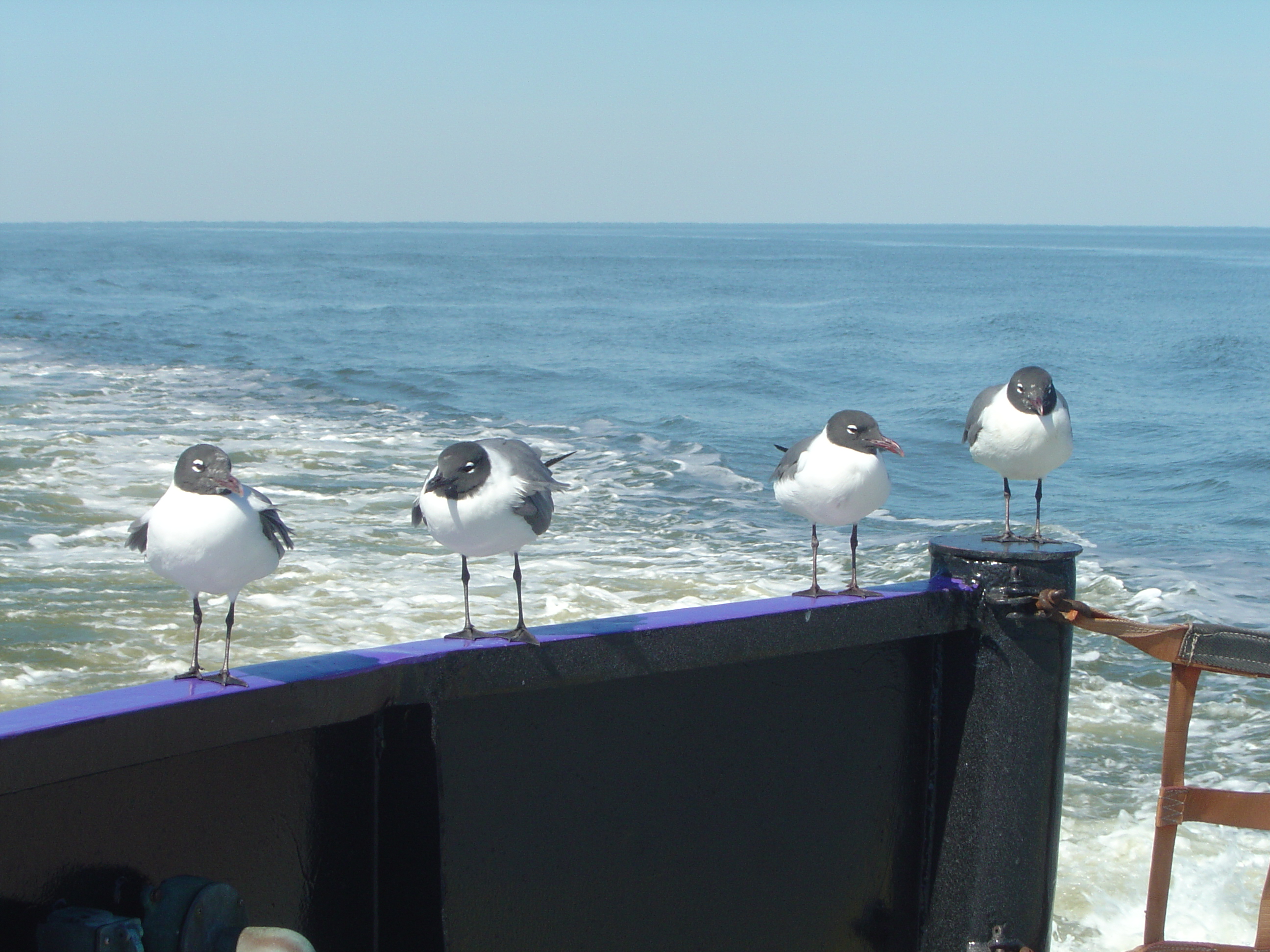 sea gull | Pics4Learning