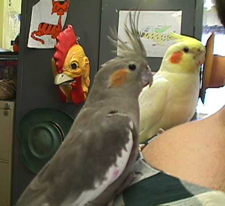Classroom birds | Pics4Learning