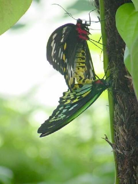 Mating Birdwing Butterflies | Pics4Learning