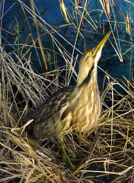 American Bittern | Pics4Learning