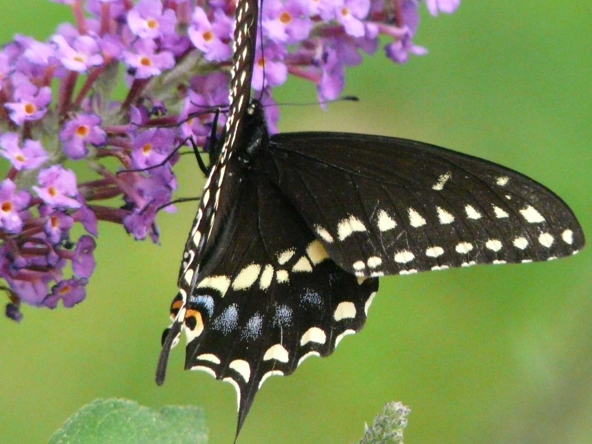 Eastern Black Swallowtail on Buddleia | Pics4Learning