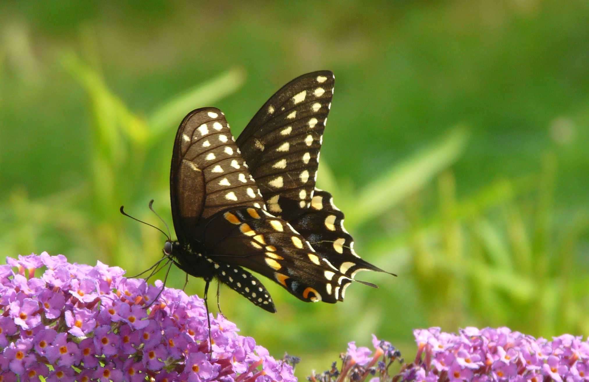 Black Swallowtail Drinking Nectar | Pics4Learning