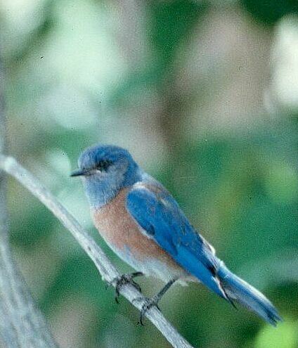 Blue Bird | Pics4Learning