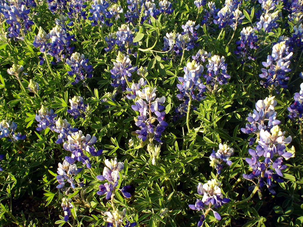 Bluebonnets | Pics4Learning