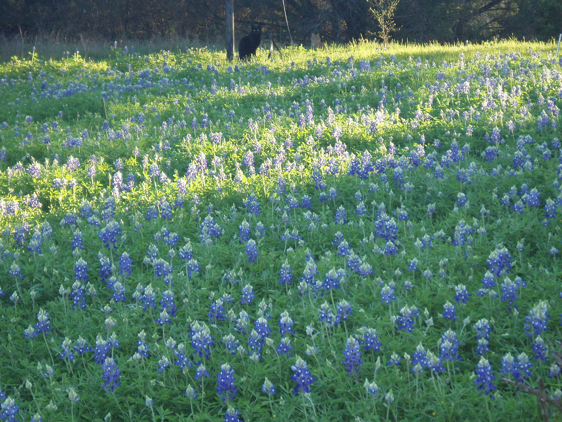 Texas Blue Bonnets with cats | Pics4Learning
