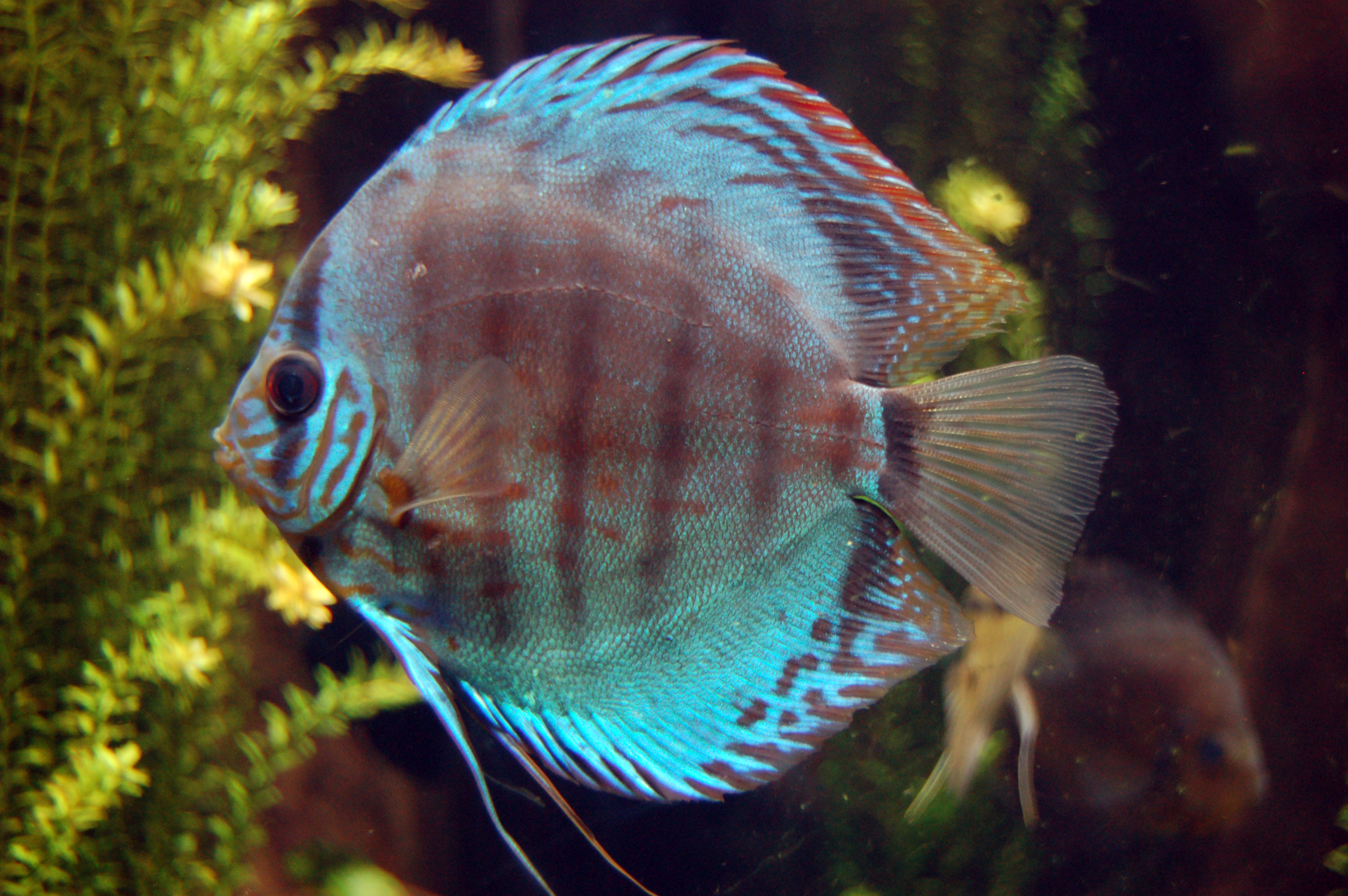 Blue Discus | Pics4Learning