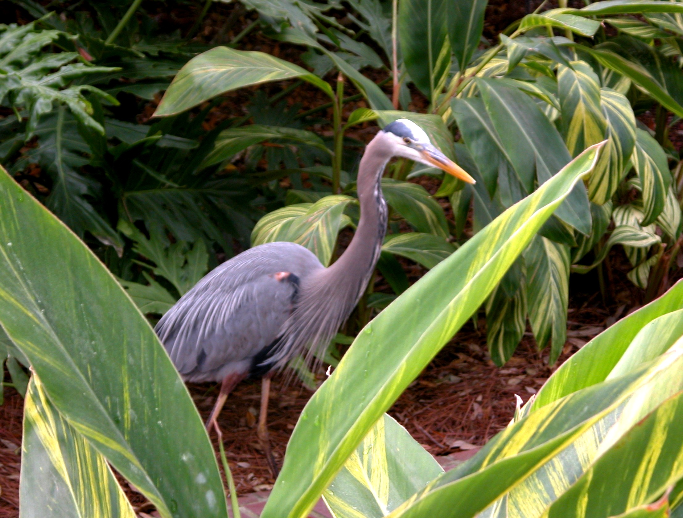 Blue Heron | Pics4Learning