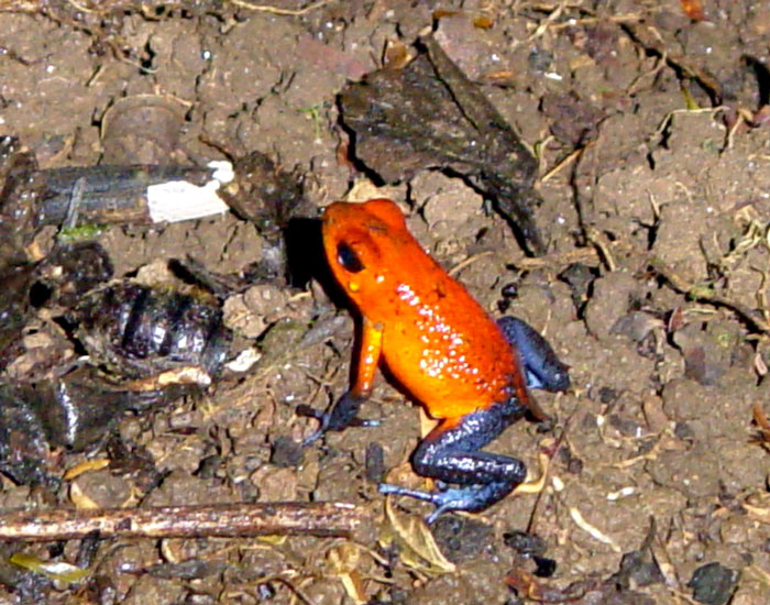 Blue jeans poison tree frog | Pics4Learning