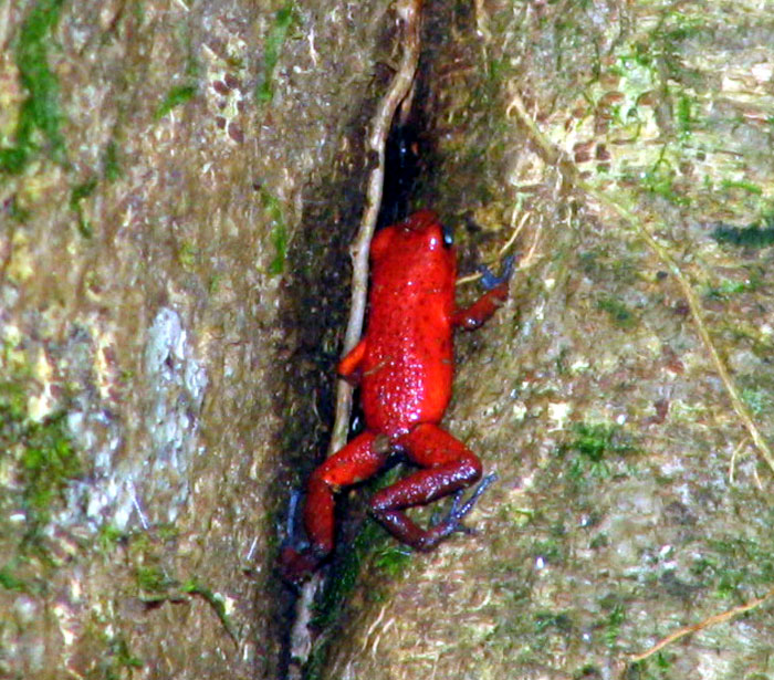 Blue jeans poison tree frog | Pics4Learning