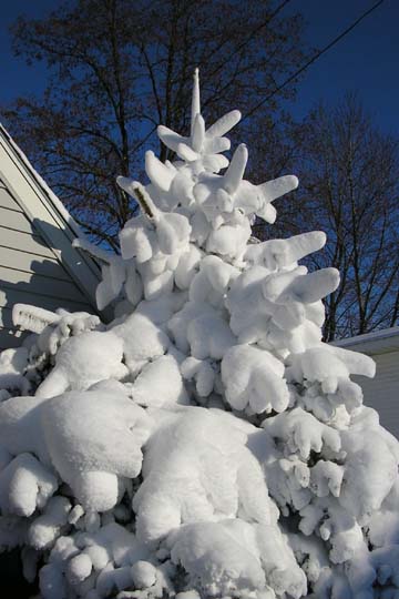 Blue Spruce after a blizzard | Pics4Learning