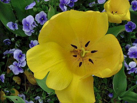 Yellow Flower | Pics4Learning