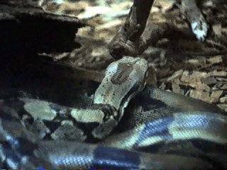boa constricter | Pics4Learning