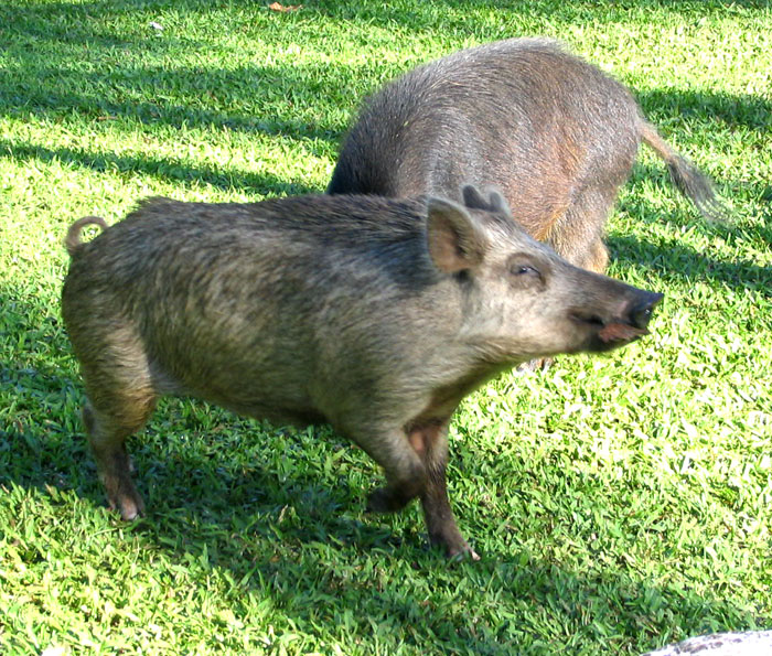 Wild boars, juveniles | Pics4Learning