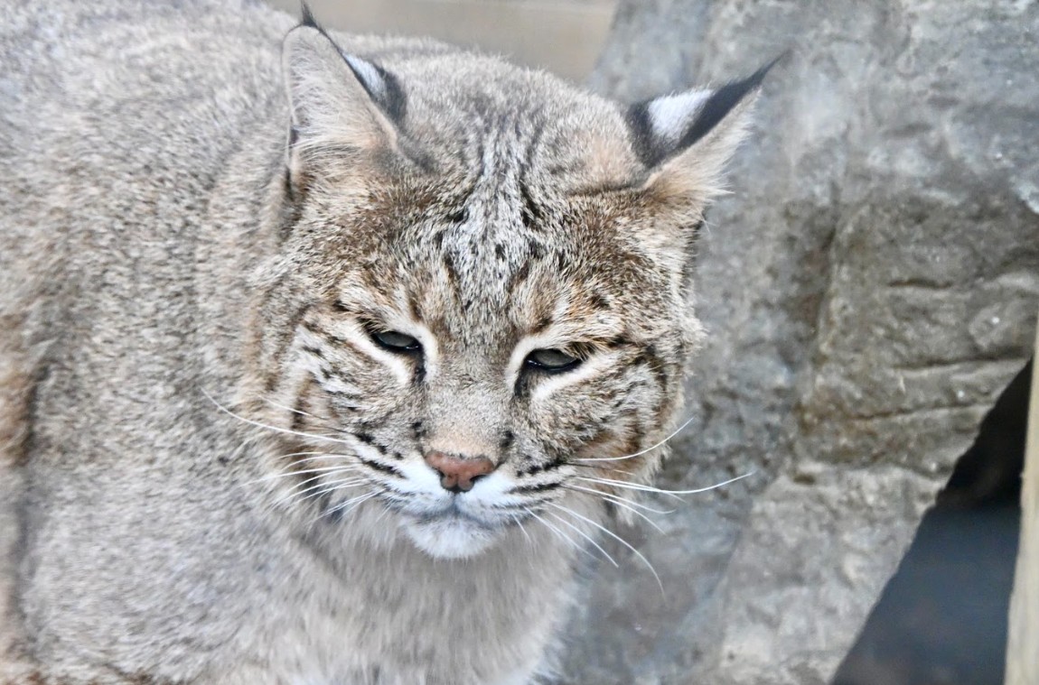 Bobcat | Pics4Learning