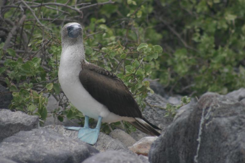 Boobie Bird | Pics4Learning