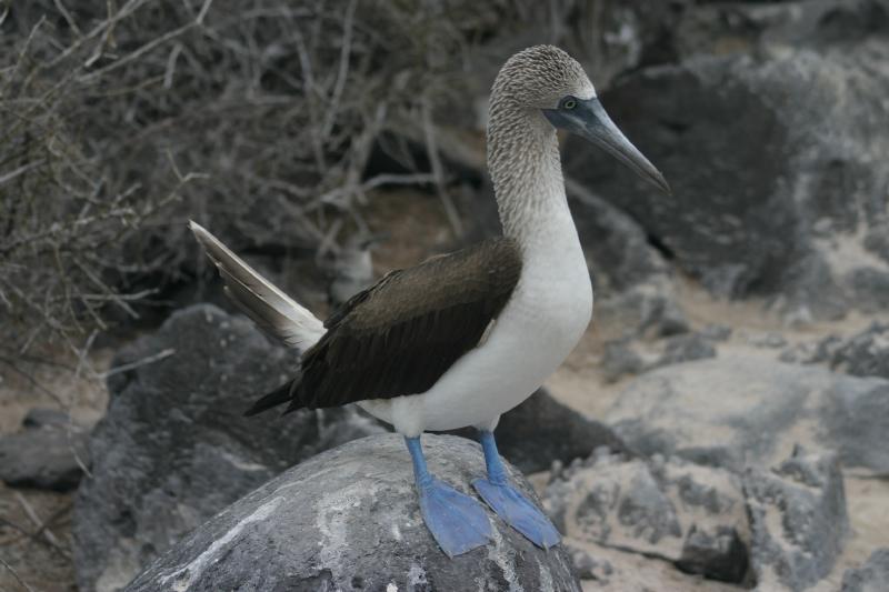 Boobie Bird | Pics4Learning