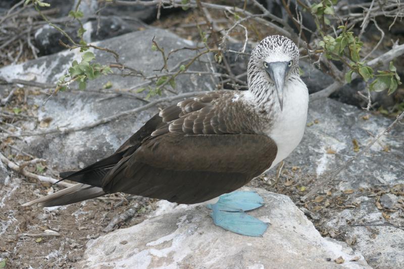 Boobie Bird | Pics4Learning