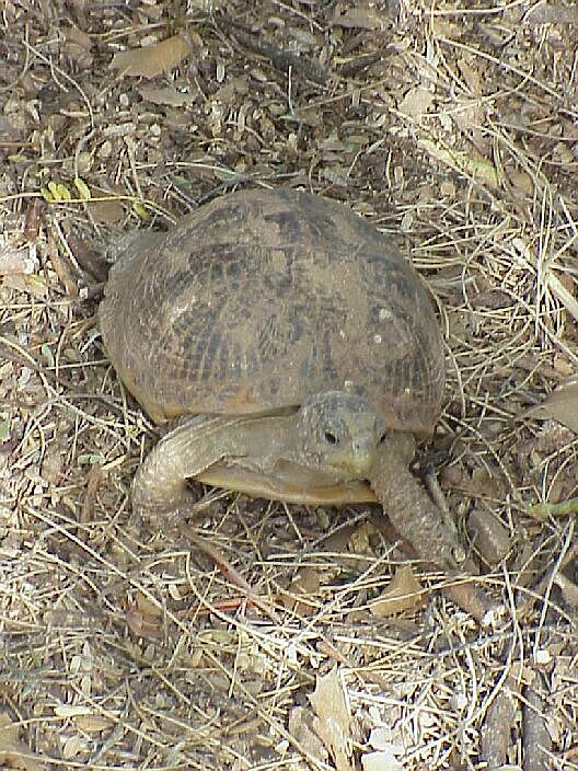Boxturtle | Pics4Learning