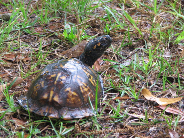 Curious Box Turtle | Pics4Learning