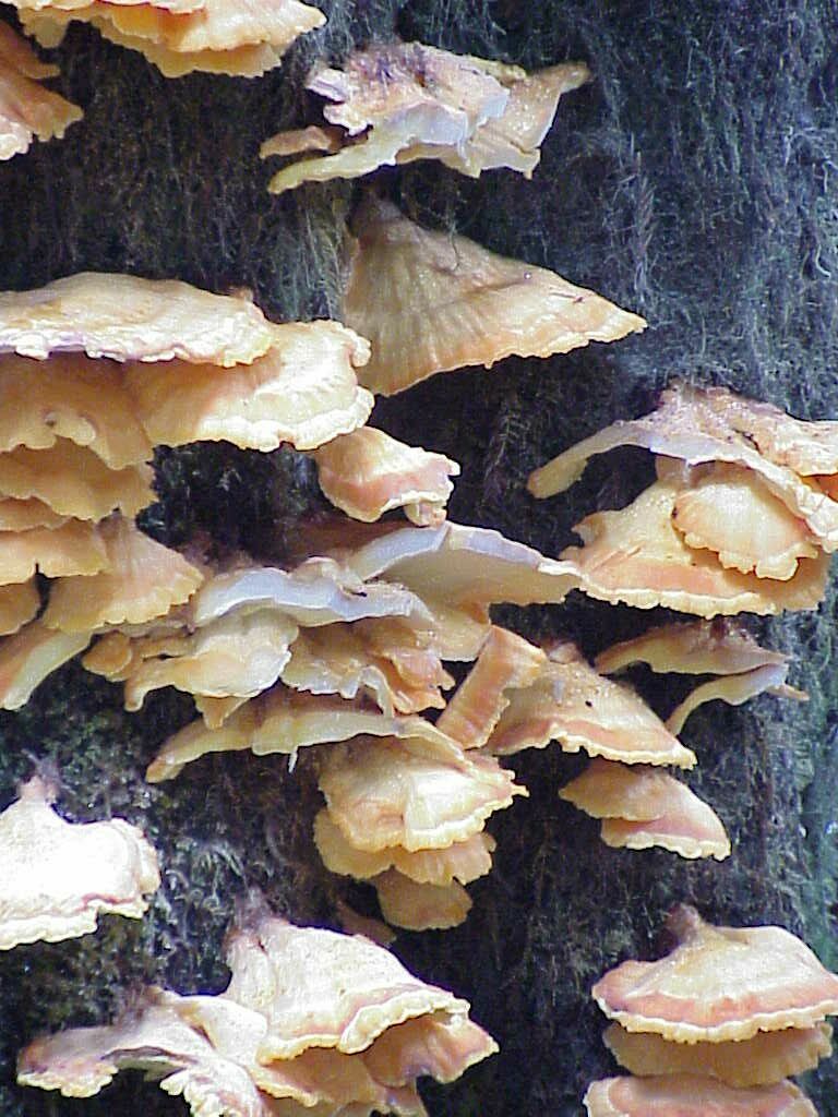 Bracket Fungus | Pics4Learning