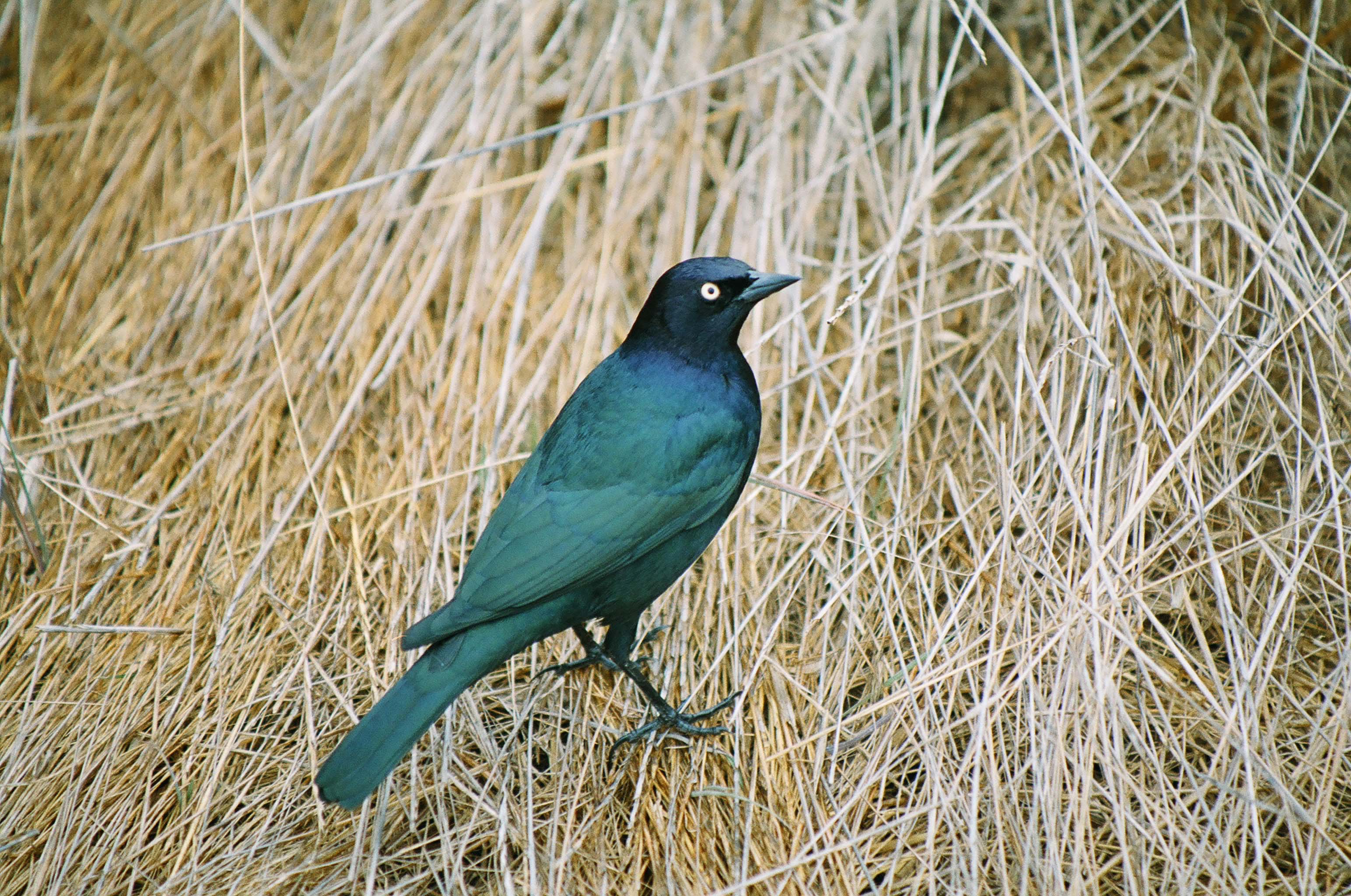 Brewers Blackbird | Pics4Learning
