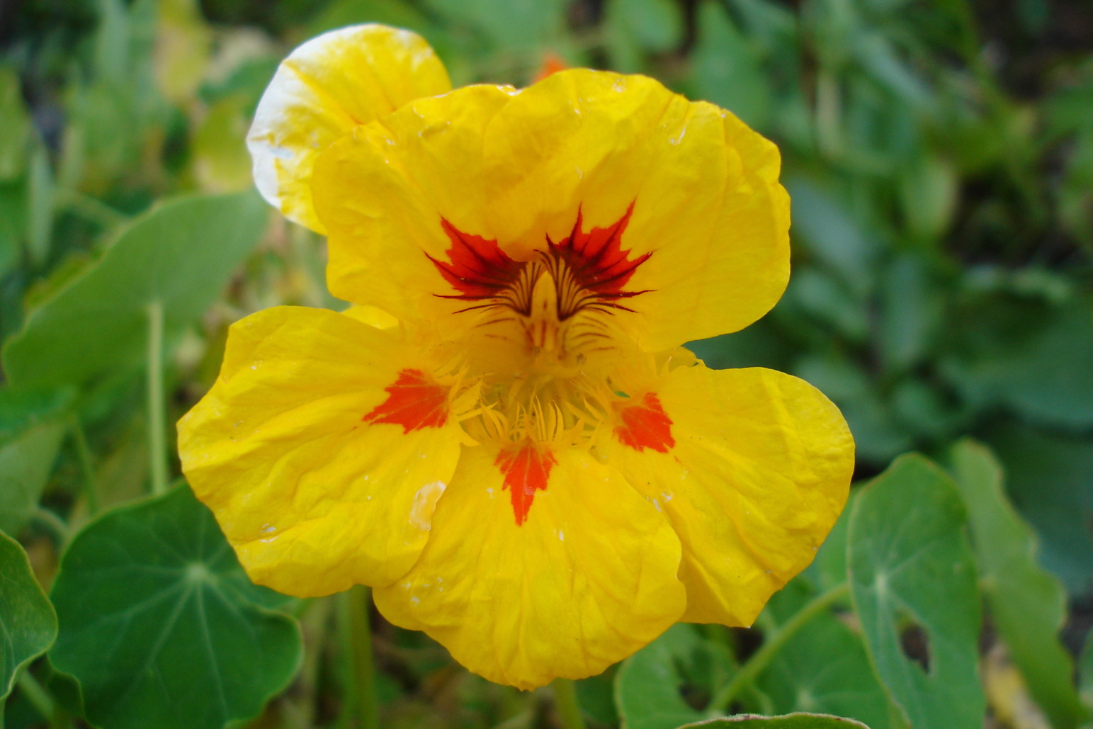 Bright Yellow Flower | Pics4Learning