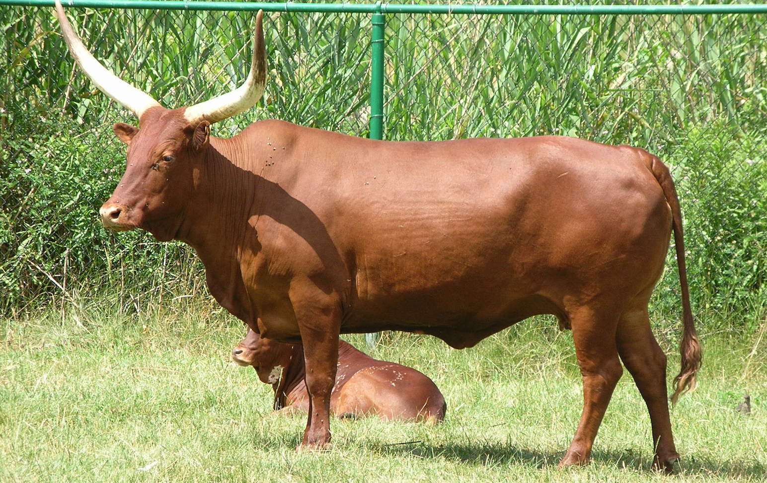 Brown Long-horn Steer | Pics4Learning