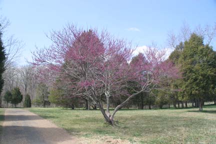 budding tree | Pics4Learning
