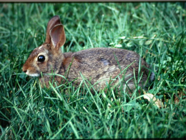 eastern cottontail Rabbit | Pics4Learning