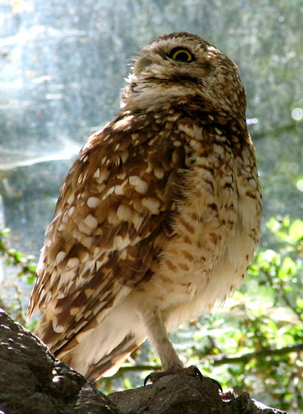 Burrowing Owl | Pics4Learning