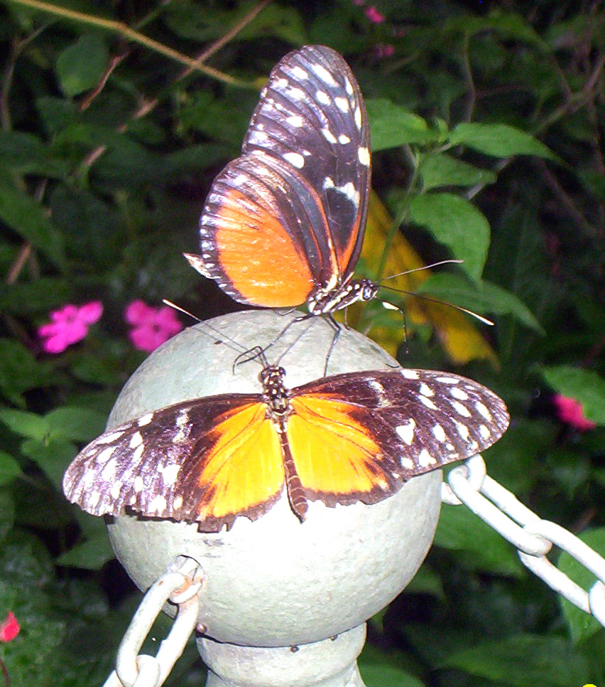 Costa Rican butterflies | Pics4Learning
