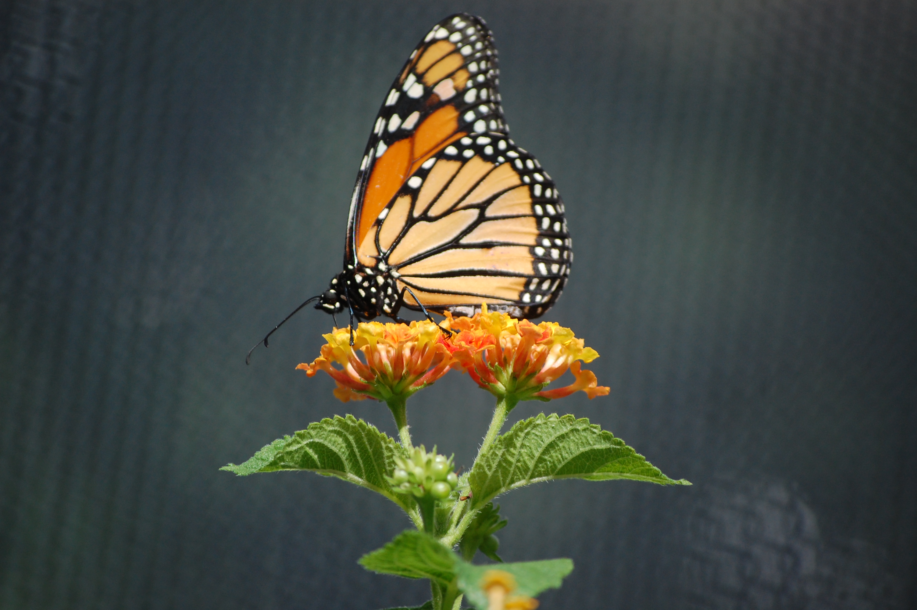 Butterfly | Pics4Learning