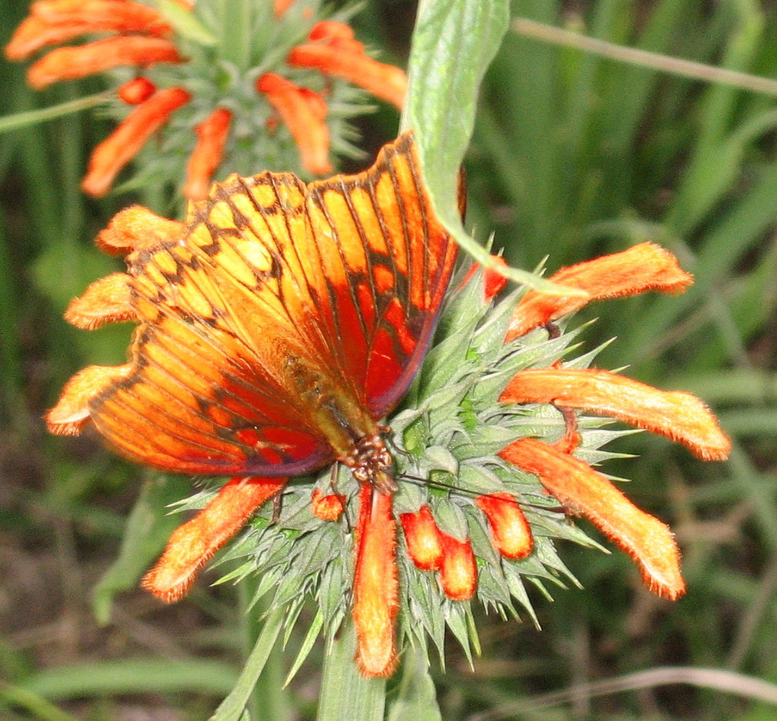 Butterfly caught in action | Pics4Learning
