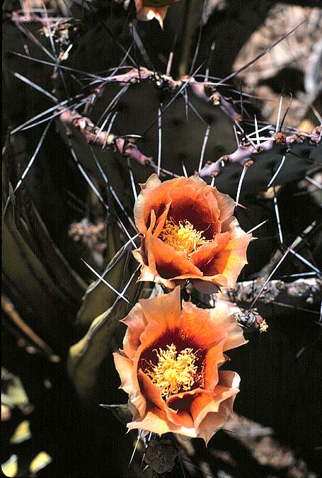 Cactus flowering in spring | Pics4Learning